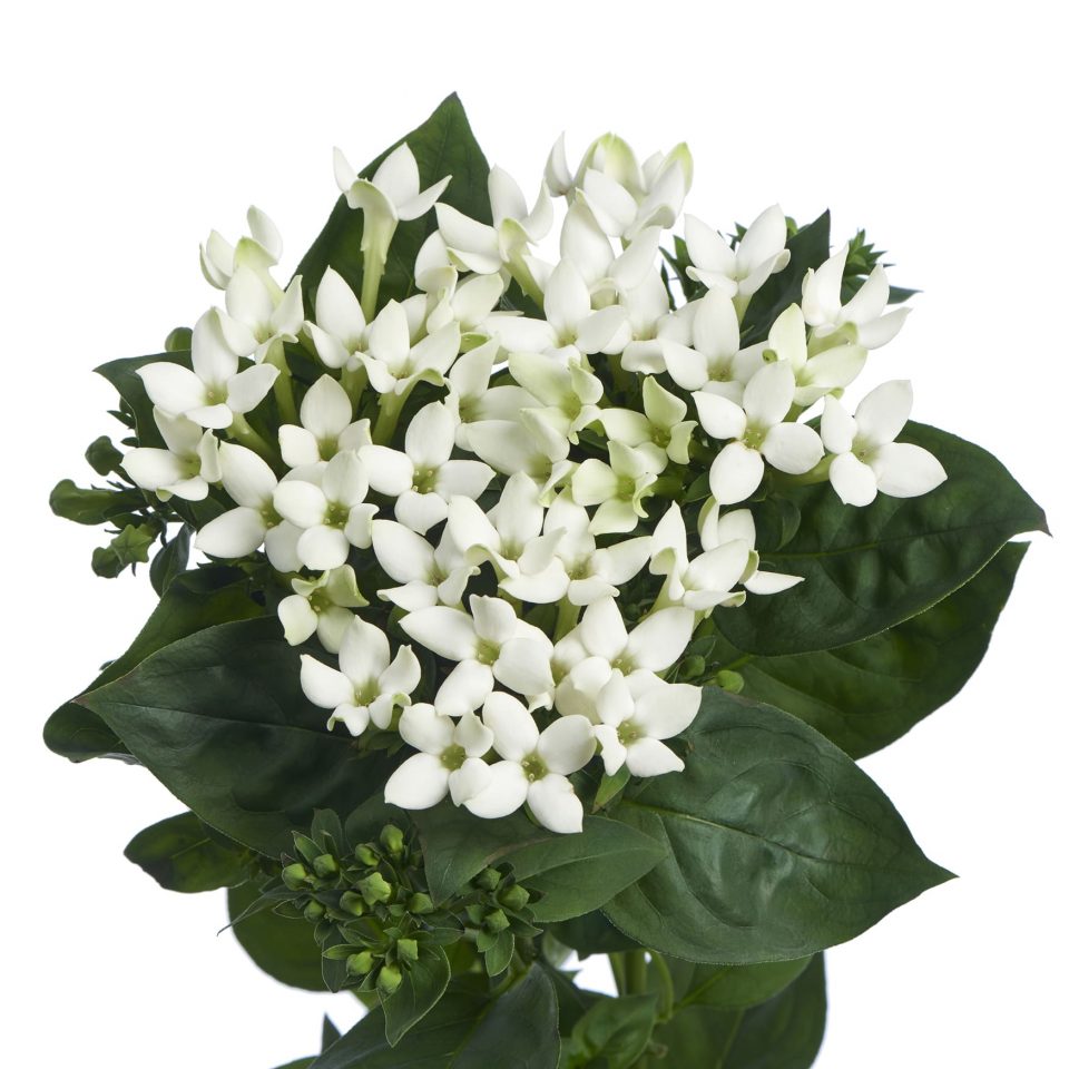 Collection - House of BouvardiaHouse of Bouvardia